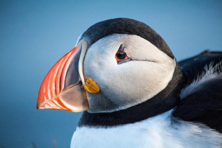 Atlantycki Maskonur: Tajemnice życia i zachowań tego niezwykłego ptaka ...